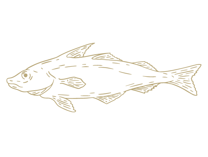 Regal Fish Supplies Limited Brands