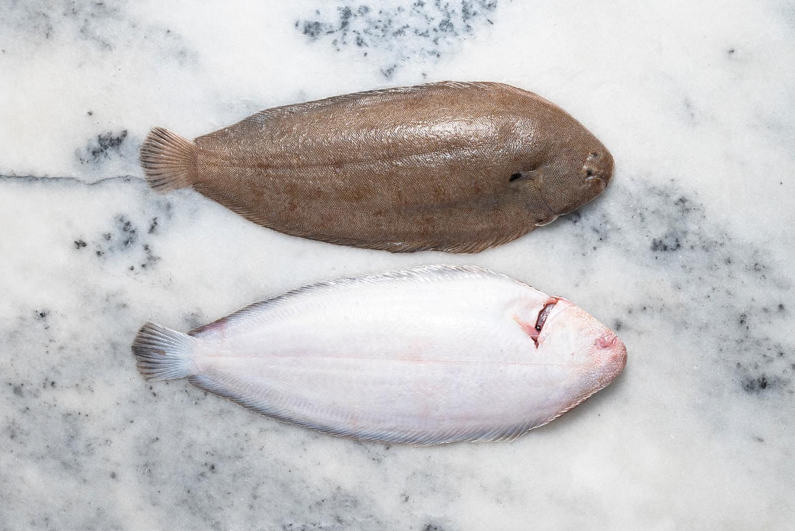 Whole Dover Sole | Regal Fish