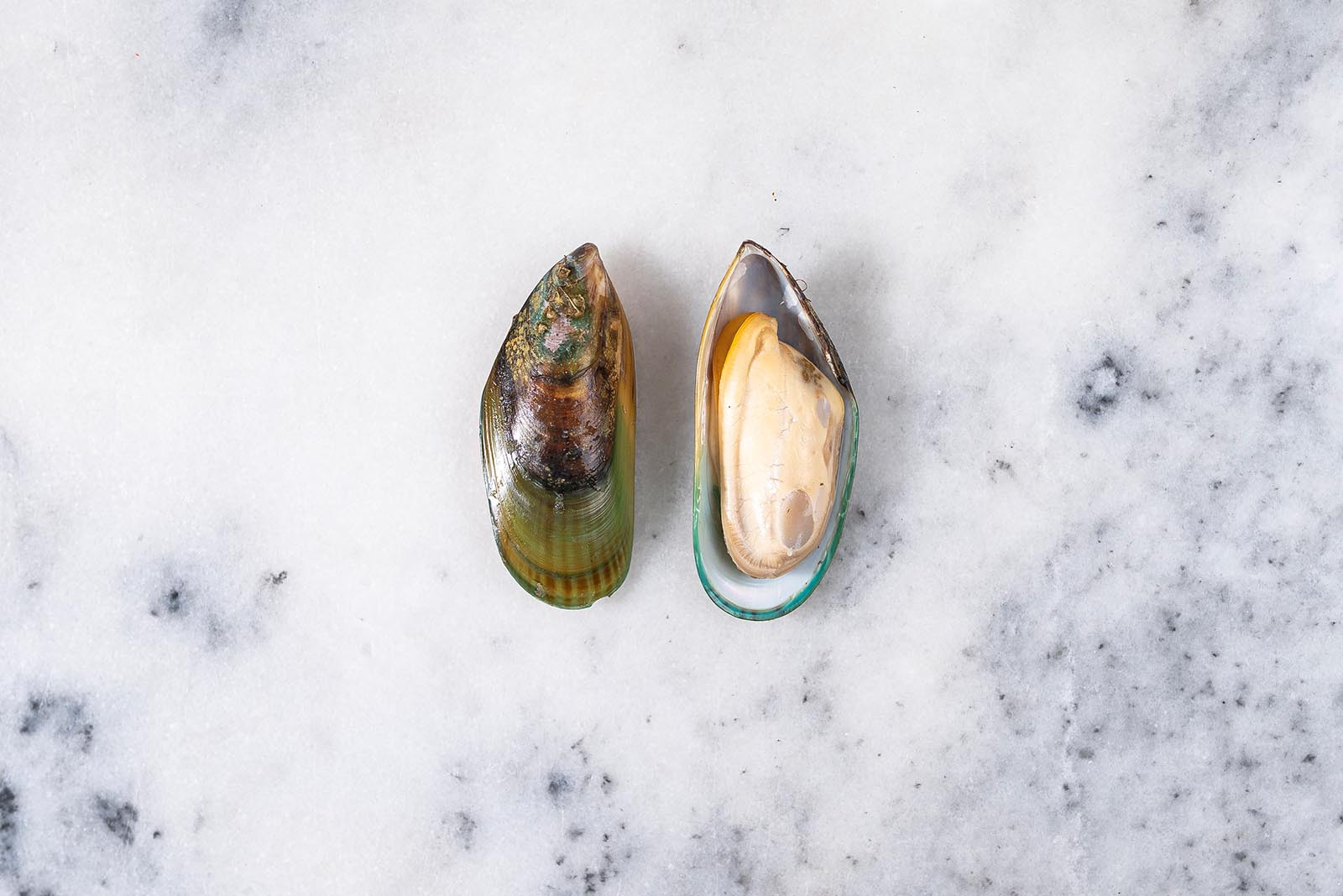 New Zealand Half-shell Mussels - Regal Fish Supplies Limited