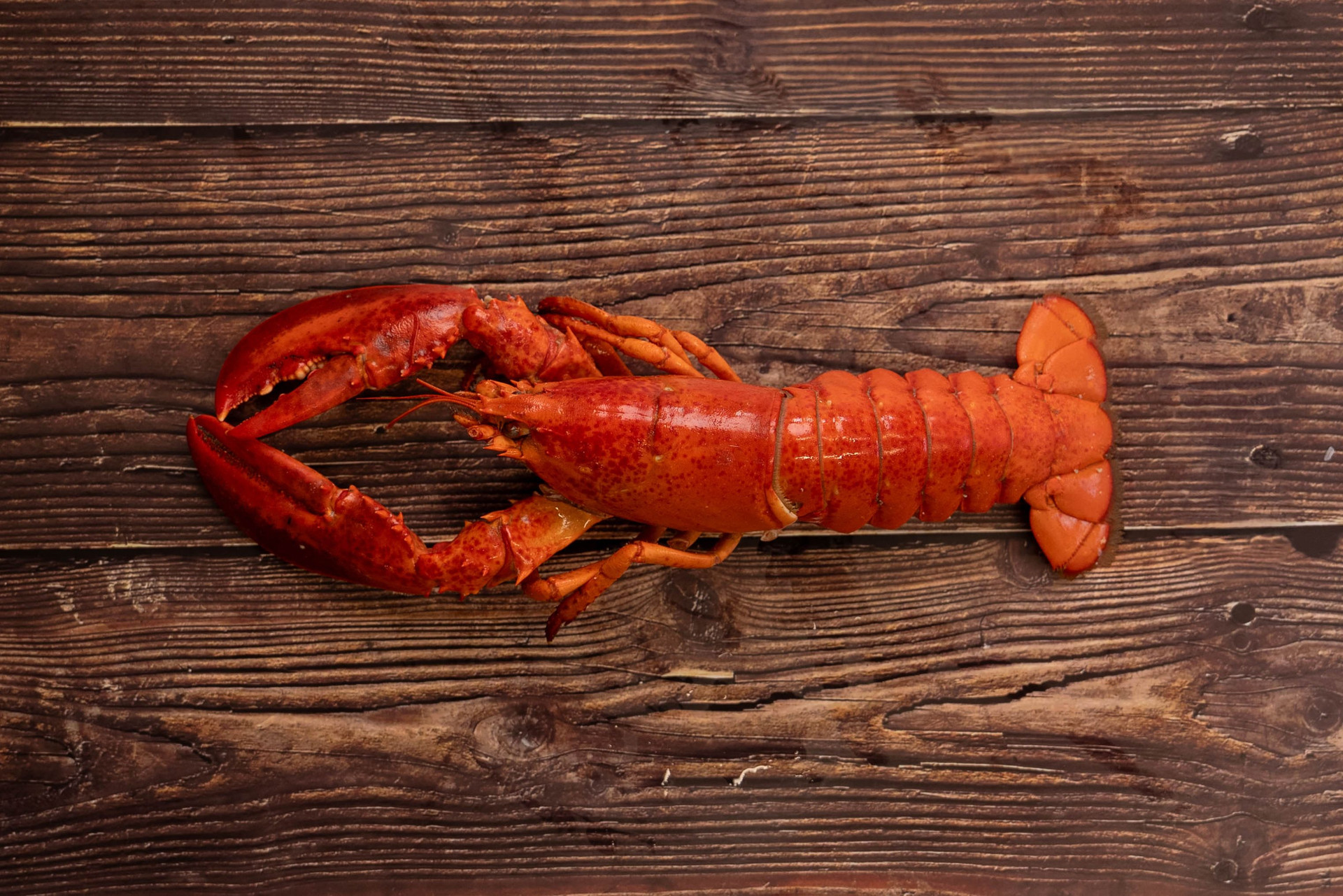 Whole Cooked Canadian Lobster | Regal Fish