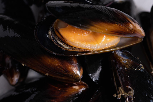 Whole Shell Chilean Mussels - Regal Fish Supplies Limited
