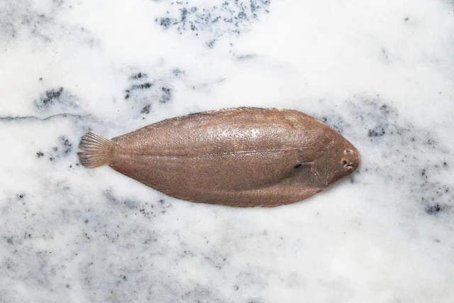 Whole Dover Sole | Regal Fish