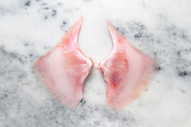 Ray Wings | Regal Fish