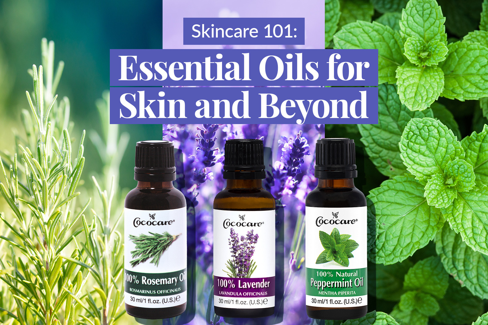 The Amazing Essential Benefits of 3 Top Essential Oils - Cococare