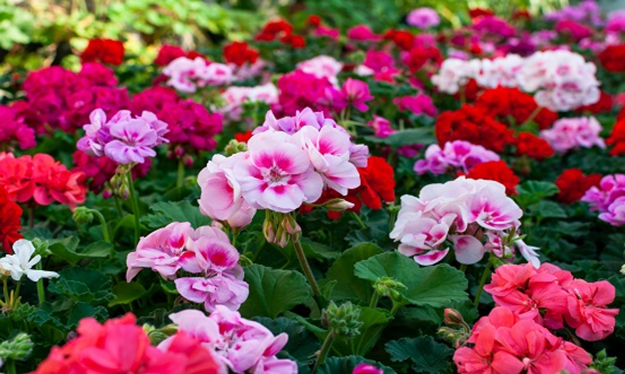 Indian Rose And Musk Fragrance Oil Wholesale Fragrances Candle Supplies