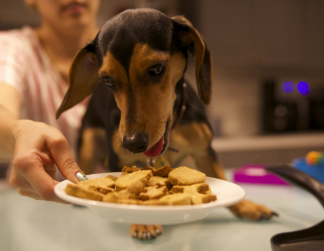 5 (Trick-or-)Treats Pets Will Love - Ideal Pet Products