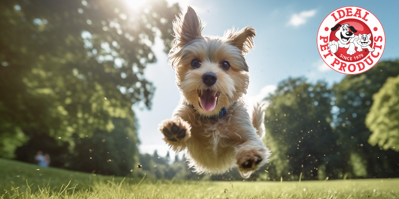 Run, Rover, Run! The safe way to let your dog run free - Ideal Pet Products
