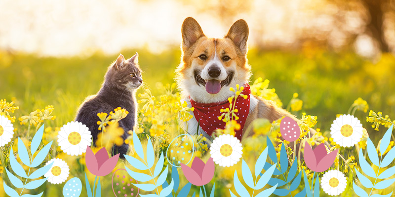 Springtime Easter Giveaway: Pet Fence - Ideal Pet Products
