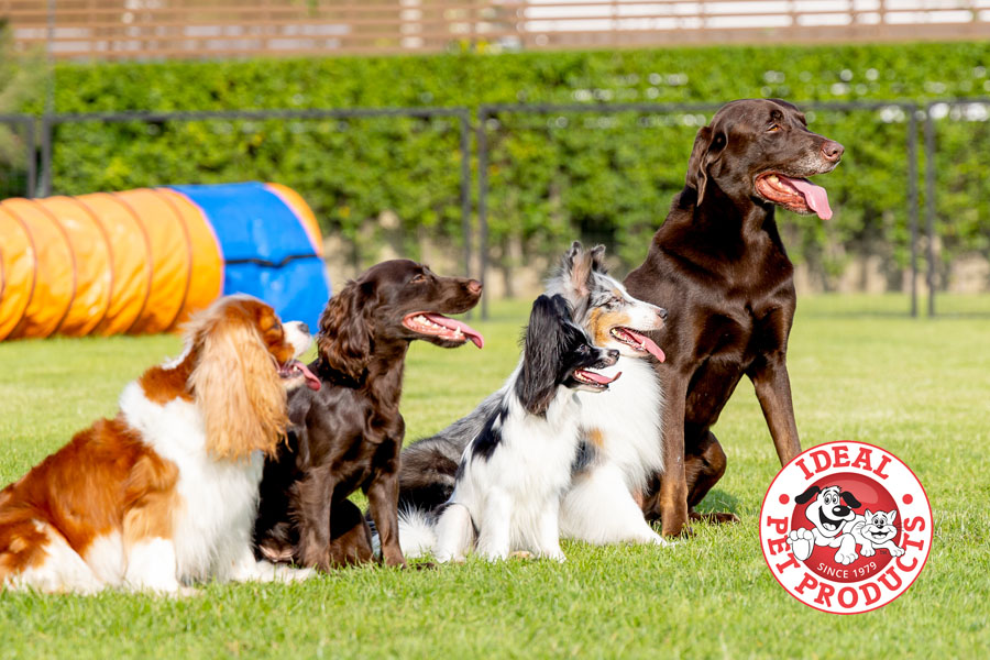 Back-to-school dog obedience tricks that work! - Ideal Pet Products