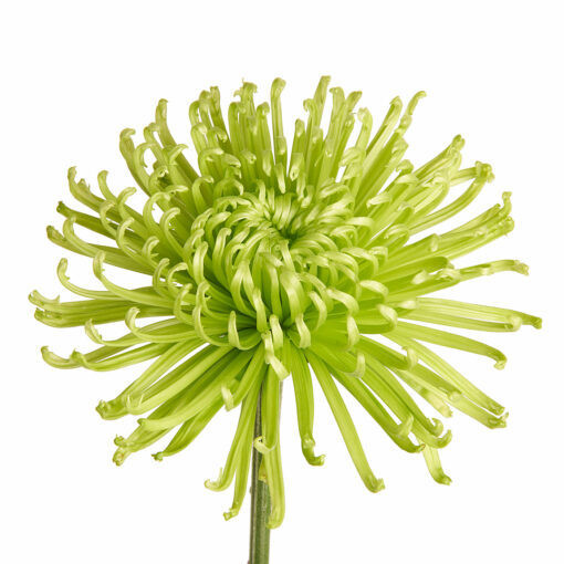 The Language of Spring Flowers: Symbolism and Meaning - Nancy's Floral