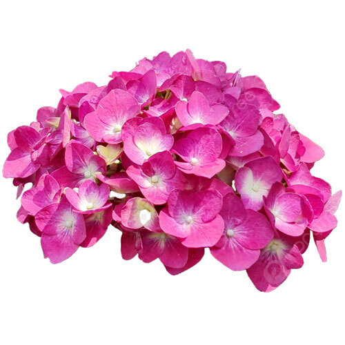 Do Cut Flowers Need Sunlight? - Nancy's Floral
