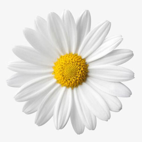 The Language of Spring Flowers: Symbolism and Meaning - Nancy's Floral