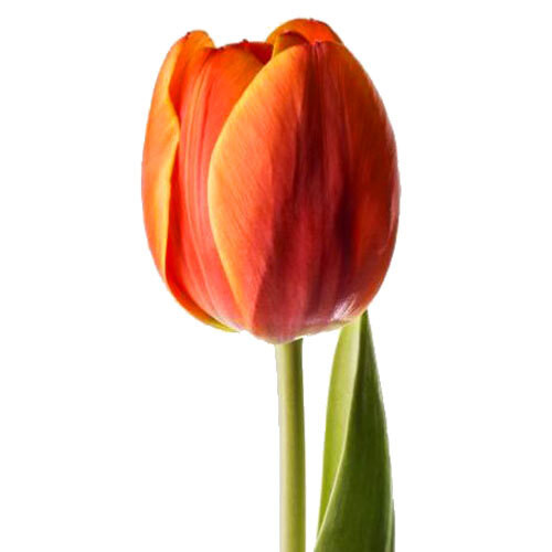 Do Cut Flowers Need Sunlight? - Nancy's Floral