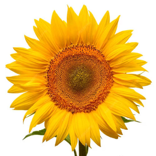 The Language of Spring Flowers: Symbolism and Meaning - Nancy's Floral