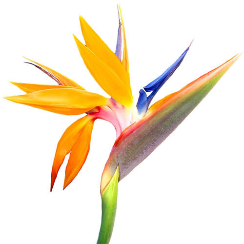 Gresham, OR Florist | Same Day Flower Delivery Gresham OR - Nancy's Floral