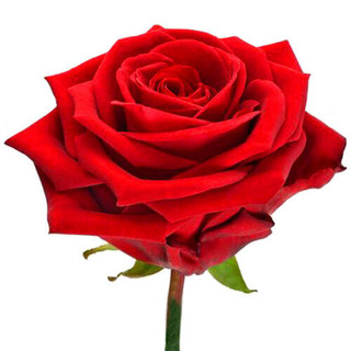 Gresham, OR Florist | Same Day Flower Delivery Gresham OR - Nancy's Floral