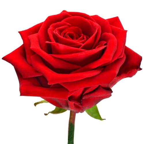 Gresham, OR Florist | Same Day Flower Delivery Gresham OR - Nancy's Floral