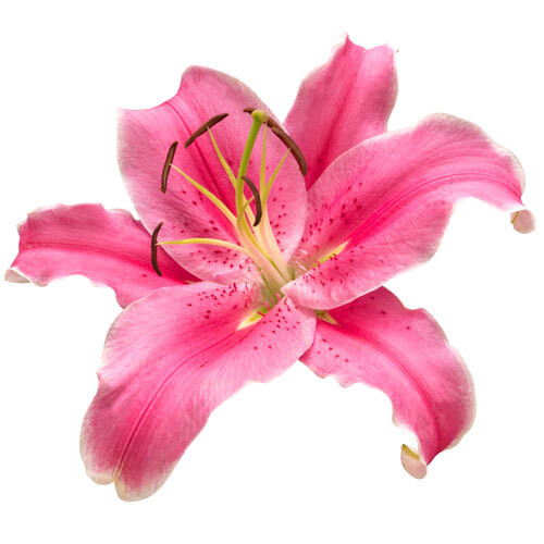 Gresham, OR Florist | Same Day Flower Delivery Gresham OR - Nancy's Floral