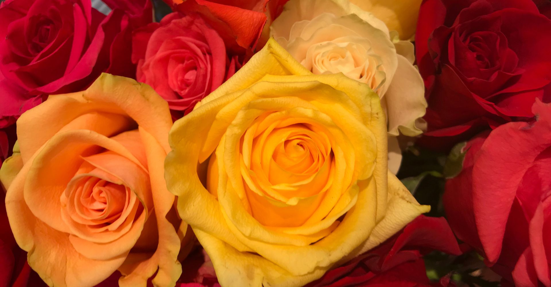 Send the Right Roses - What Rose Colors Mean - Nancy's Floral
