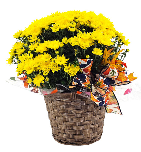 Fall Chrysanthemum | Same Day Flower Delivery Gresham | Local Portland ...