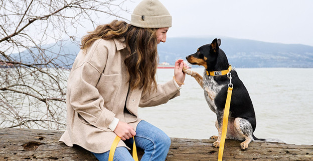 Dog Collars | RC Pets