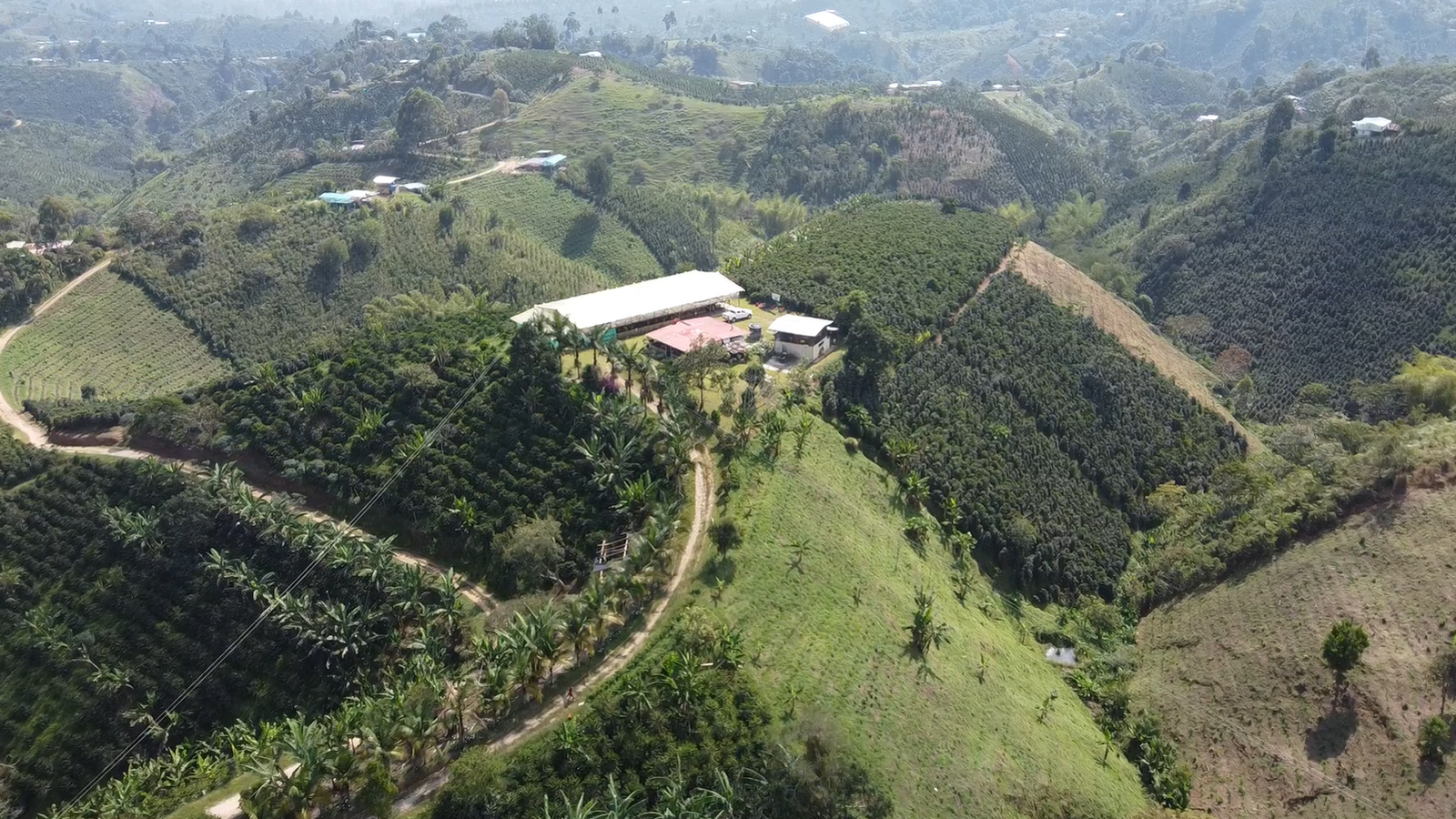 Colombia Monteblanco - Toby's Estate Coffee