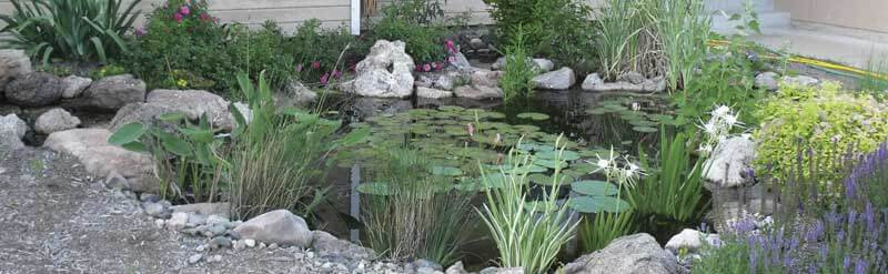 Small Indoor Fish Ponds We Have A Mini Indoor Pond Fantasy Now
