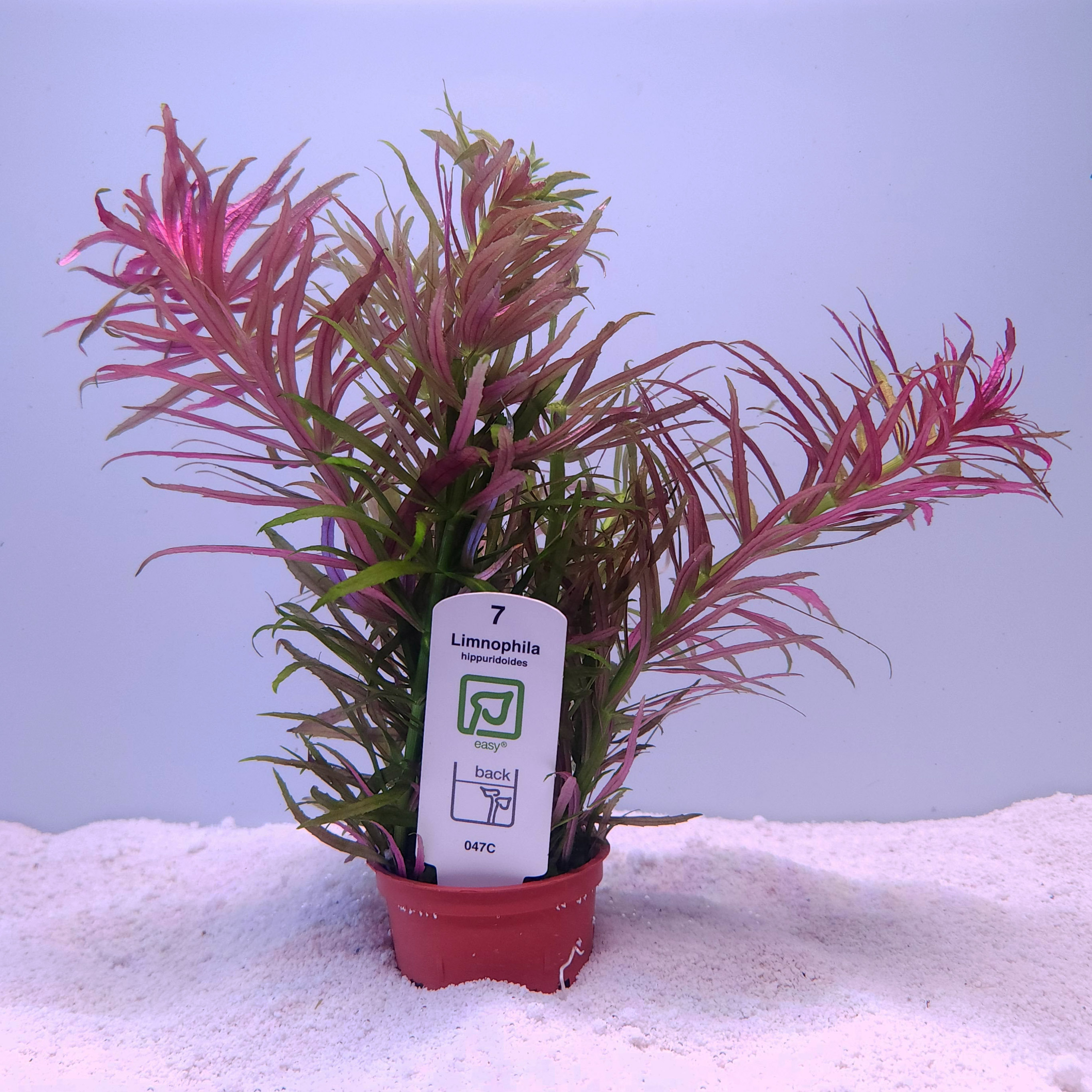 limnophila heterophylla growth rate
