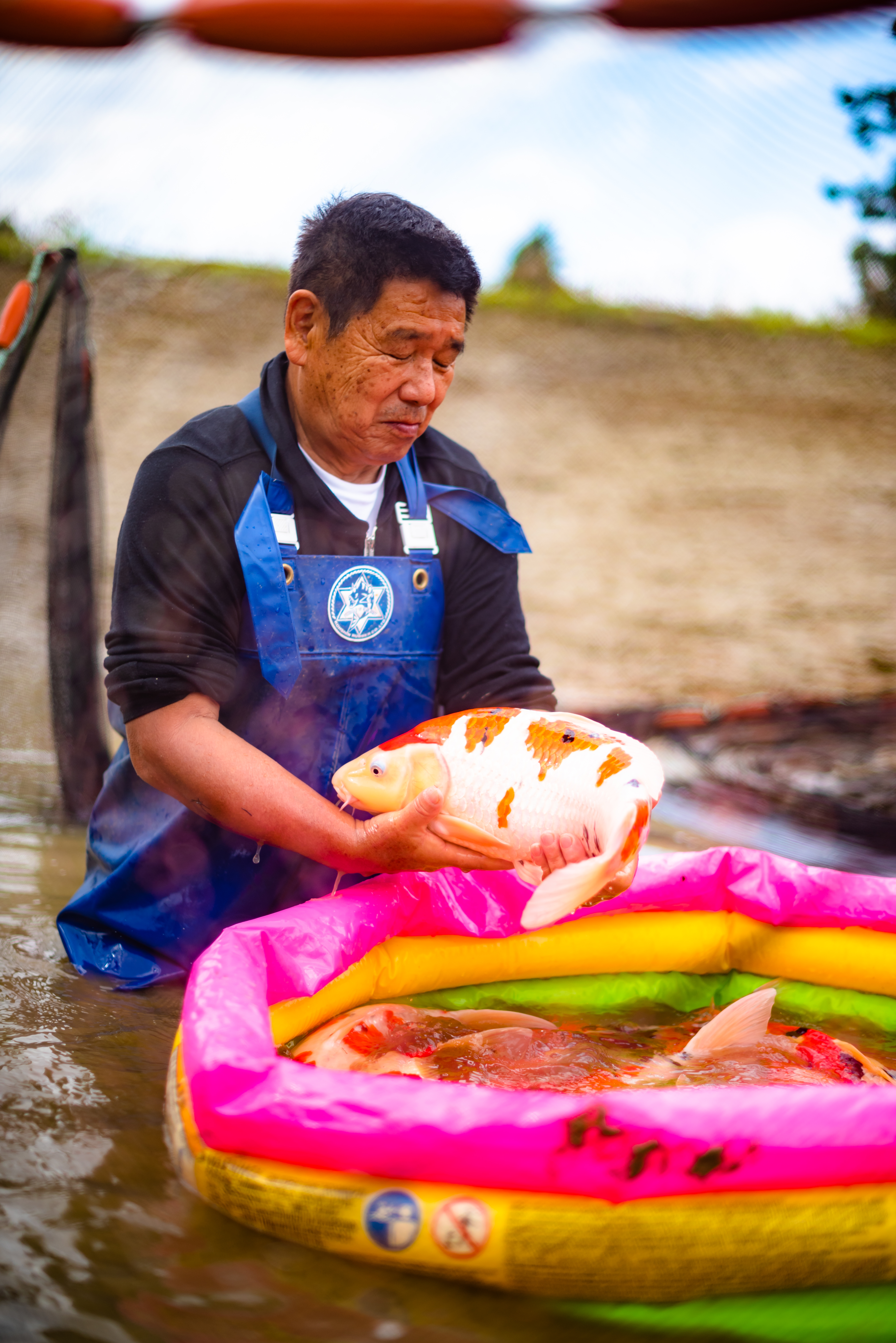 Back to Japan for the Koi Fall Harvest! - Fitzs Fish Ponds