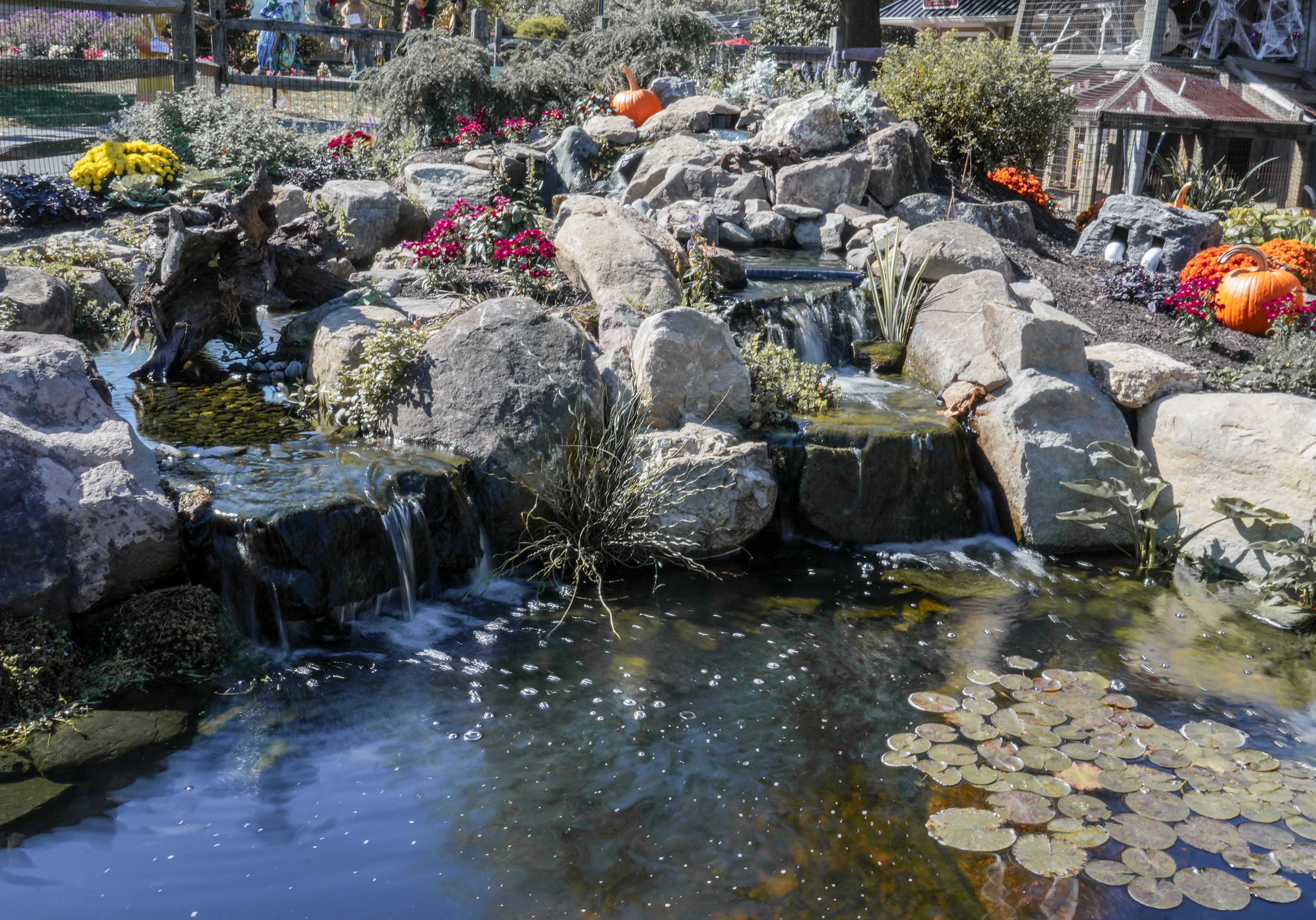 FFP Revamps Peddler’s Village’s Beloved Pond - Fitzs Fish Ponds