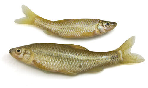 Fish Disease Spotlight: Fish Tuberculosis - Fitzs Fish Ponds