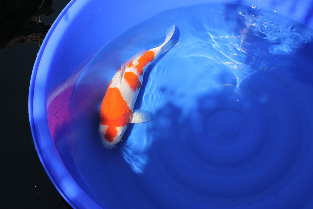 Getting To Know The Gin Rin Koi - Fitzs Fish Ponds