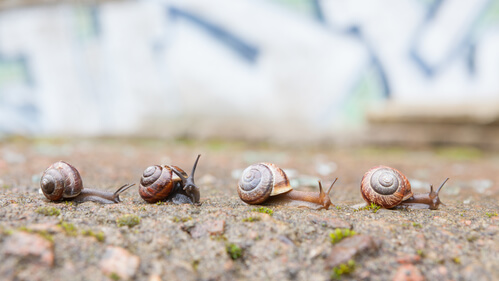 How Snails Can Benefit Your Pond - Fitzs Fish Ponds
