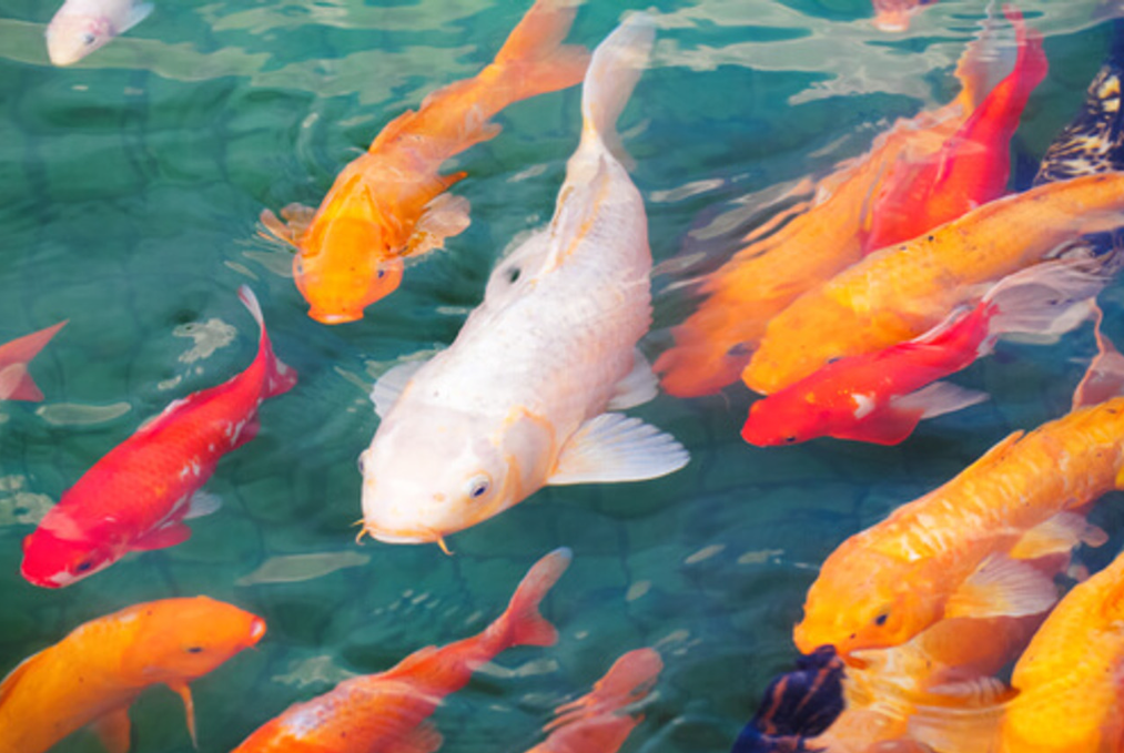 Koi Fish Space Requirements: How Much Room Do They Need? - Fitzs Fish Ponds