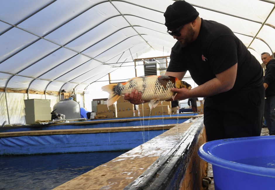 Exclusive Dainichi Koi Shipment: 104 Boxes Arrive at FFP - Fitzs Fish Ponds