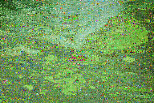 Getting Rid Of Pond Scum - Fitzs Fish Ponds