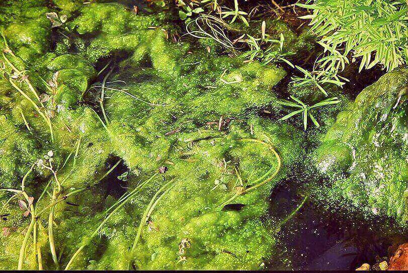 How To Avoid String Algae - Fitzs Fish Ponds