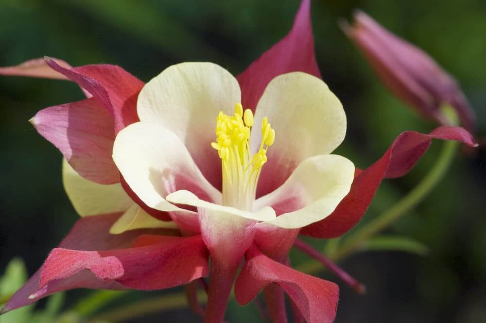 The Benefits of Adding Cardinal Flowers To Your Pond - Fitzs Fish Ponds