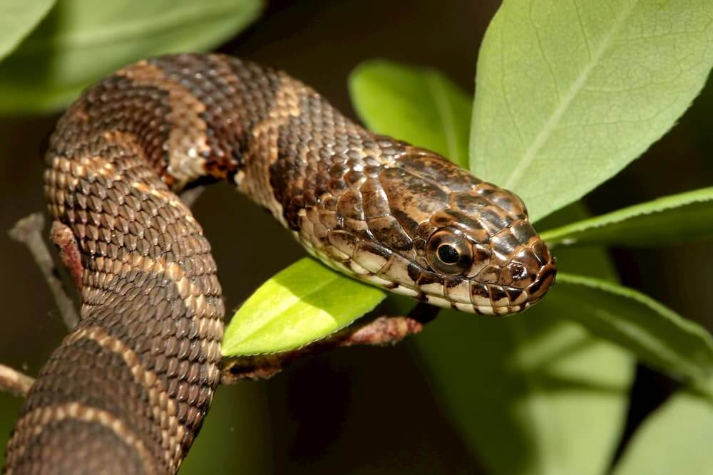 The Relationship Between Snakes and Ponds - Fitzs Fish Ponds