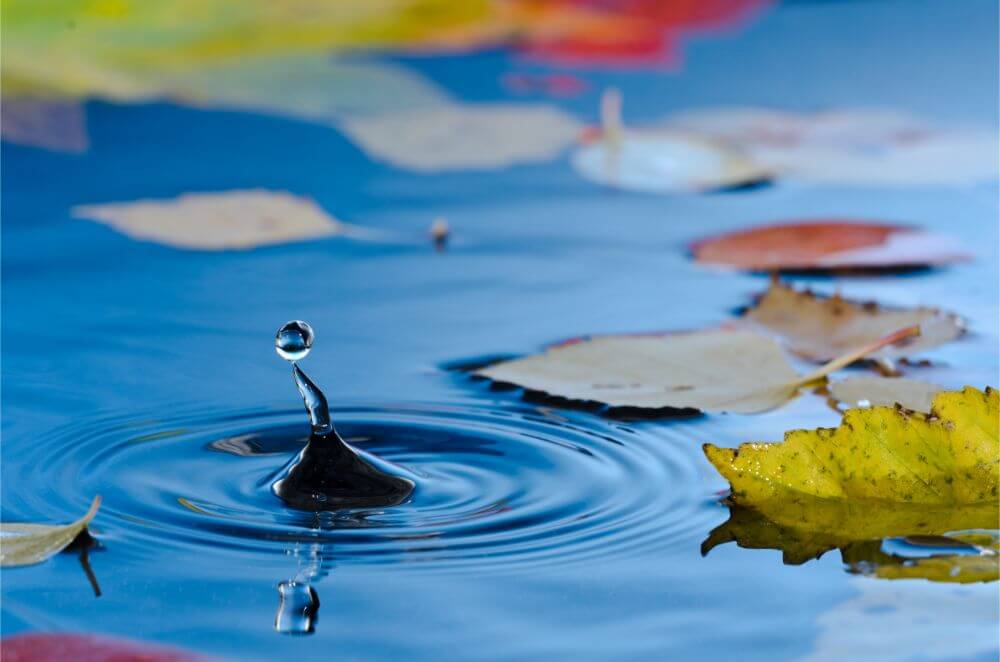 Top Tips To Keep Your Pond Leaves-Free - Fitzs Fish Ponds