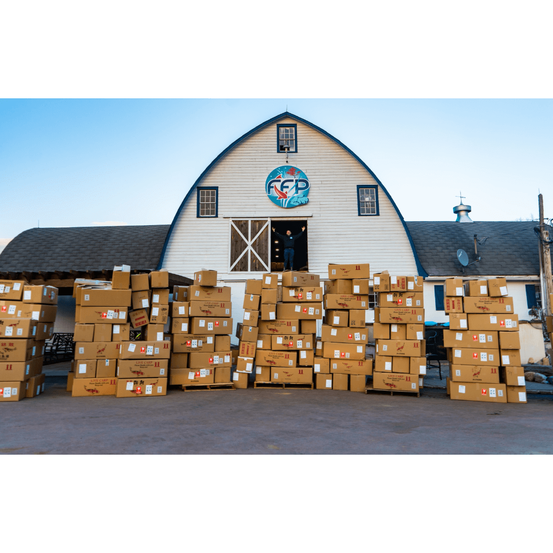 50,000 Tosai in from Japan this March! - Fitzs Fish Ponds