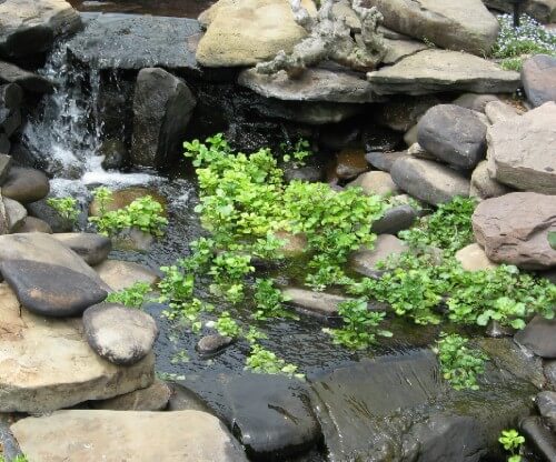 What You Should Know About Watercress - Fitzs Fish Ponds
