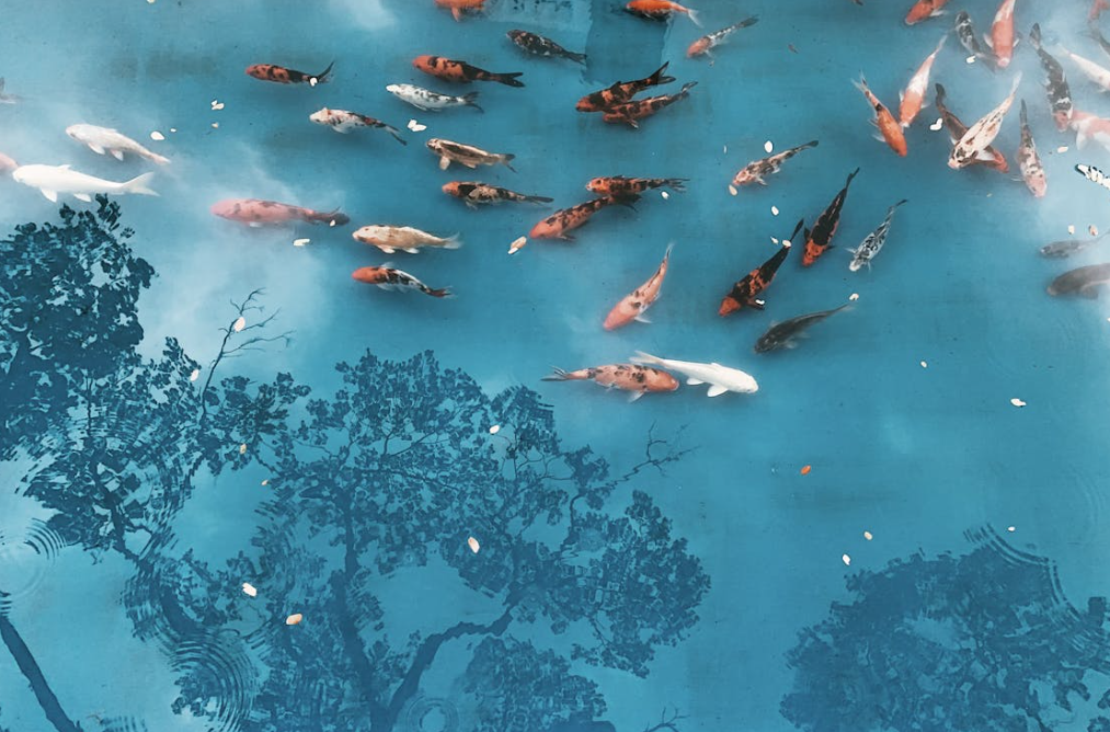 Why Do Koi Fish Jump Out of the Pond & How to Prevent It? - Fitzs Fish ...