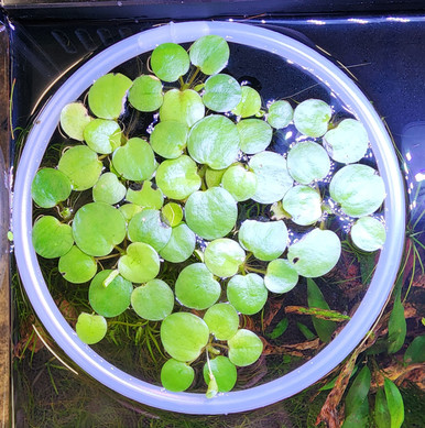 Floating Plant Ring 5" (Small) - Fitzs Fish Ponds