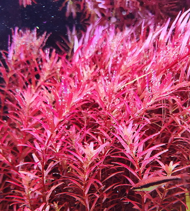 Rotala 'Blood Red' - Fitzs Fish Ponds