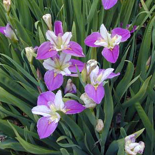 Colorific Iris - Add Color to Your Pond Landscape