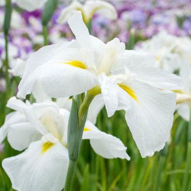 Alba White Iris - Marginal Pond Plants | Water X Scapes