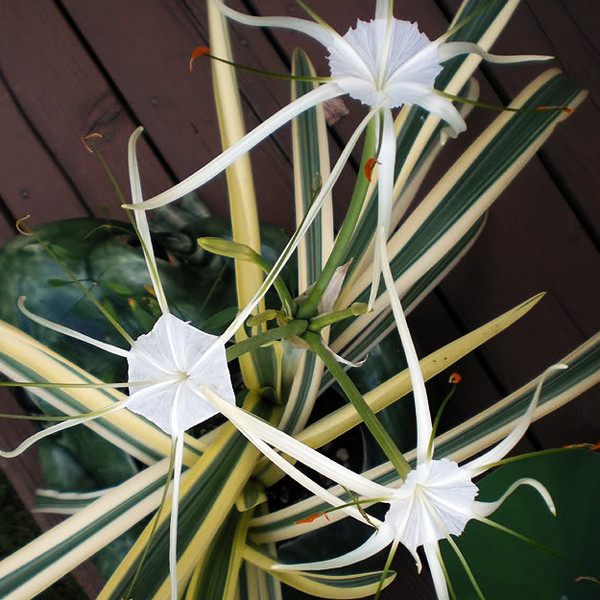 Variegated Spider Lily | Water X Scapes