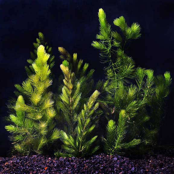Hornwort Ceratophyllum Demersum: Aquatic Plant Guide