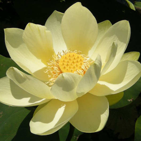 PerryGiant Sunburst Yellow Lotus - Pond Plants